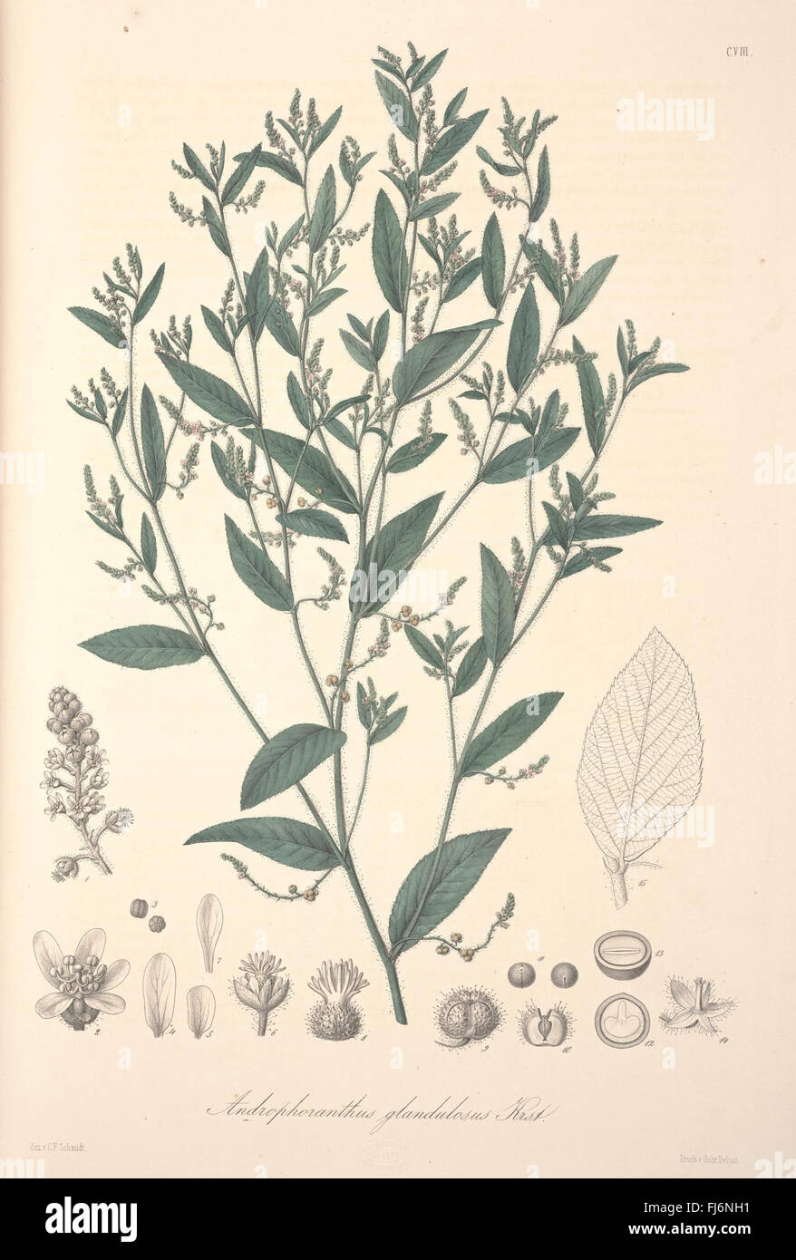 Florae columbiae hi-res stock photography and images - Alamy