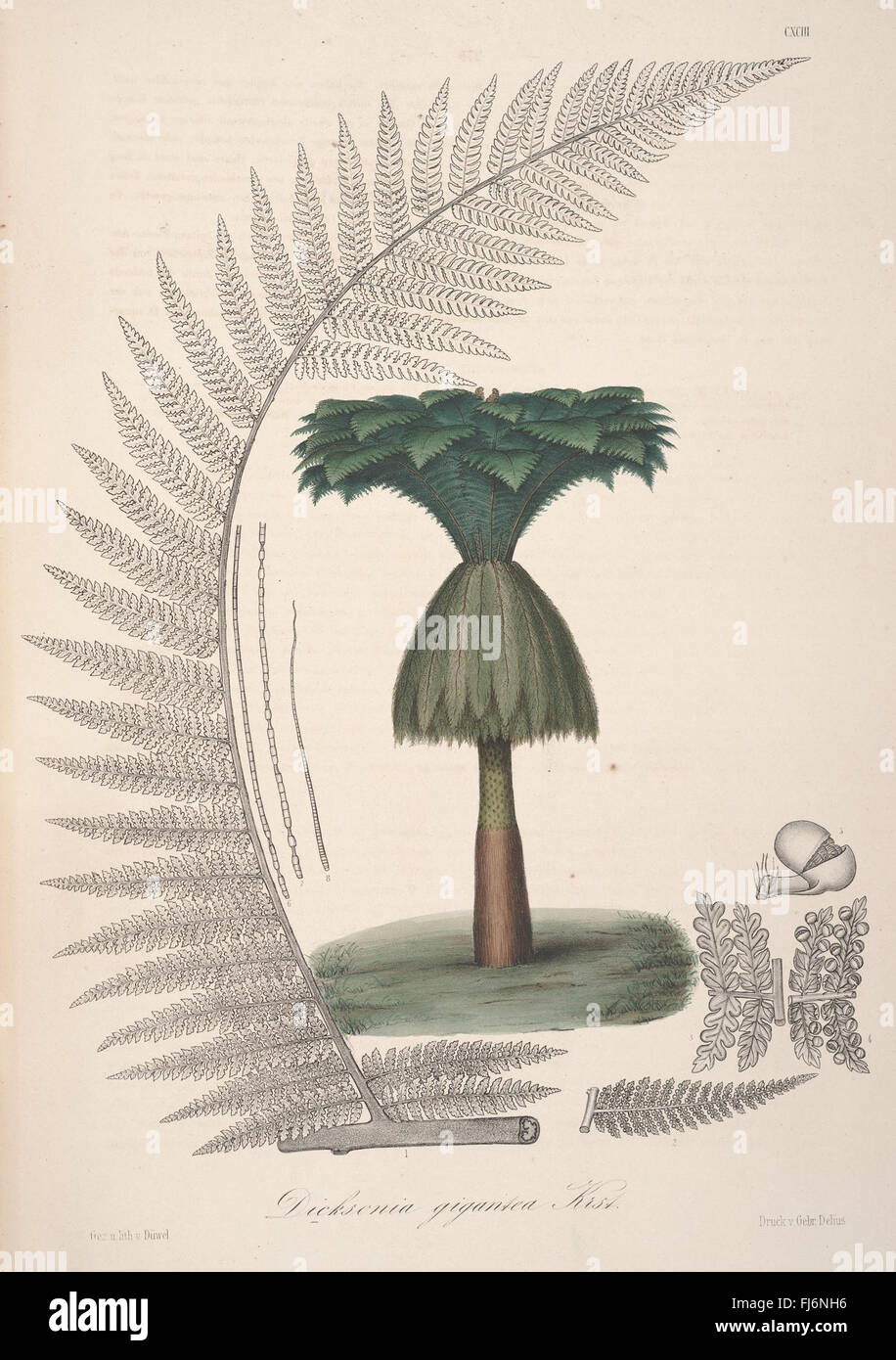 Florae Columbiae (Plate CXCIII): A chromolithograph depiction of ...