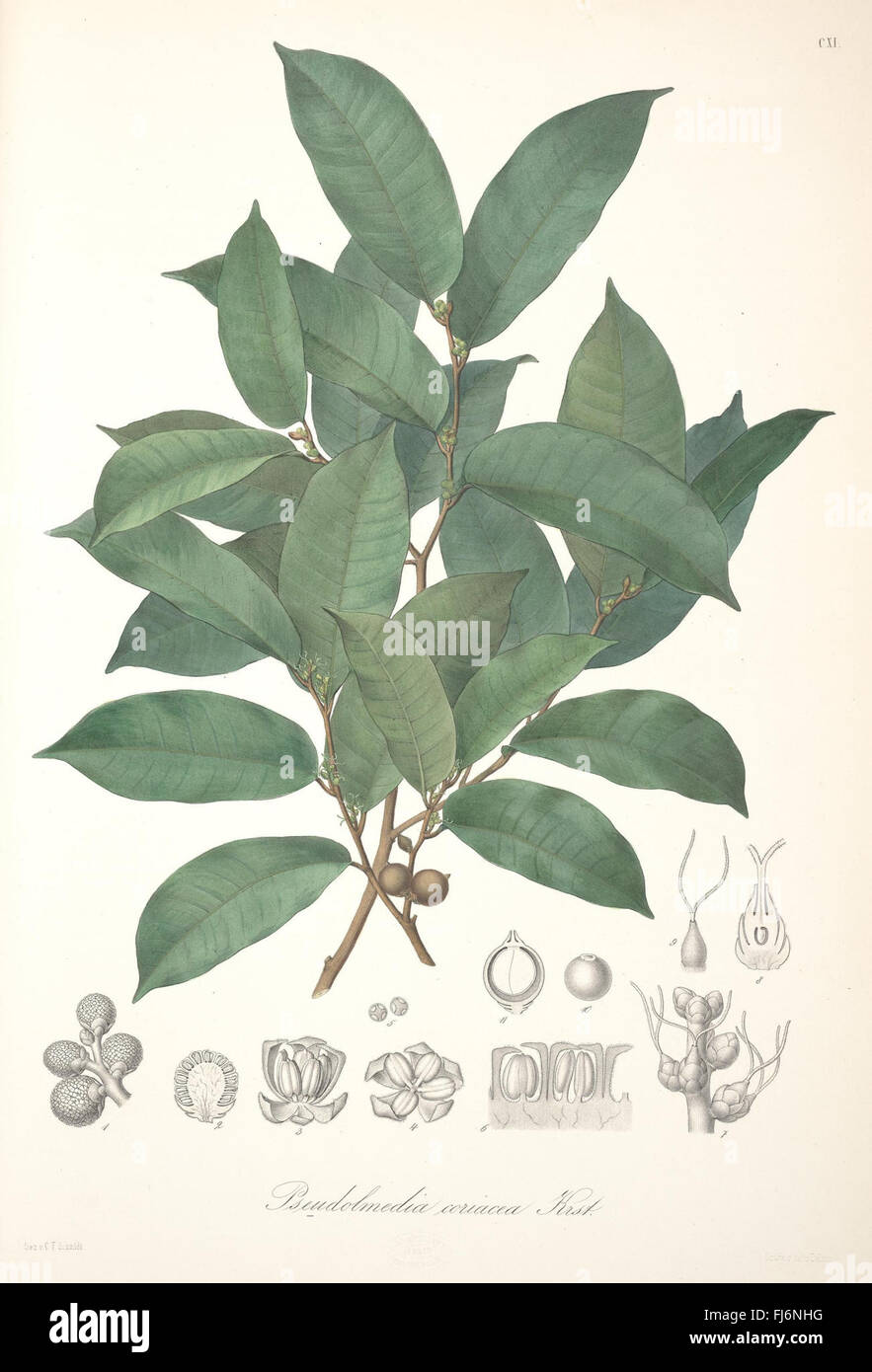 Florae columbiae hi-res stock photography and images - Alamy