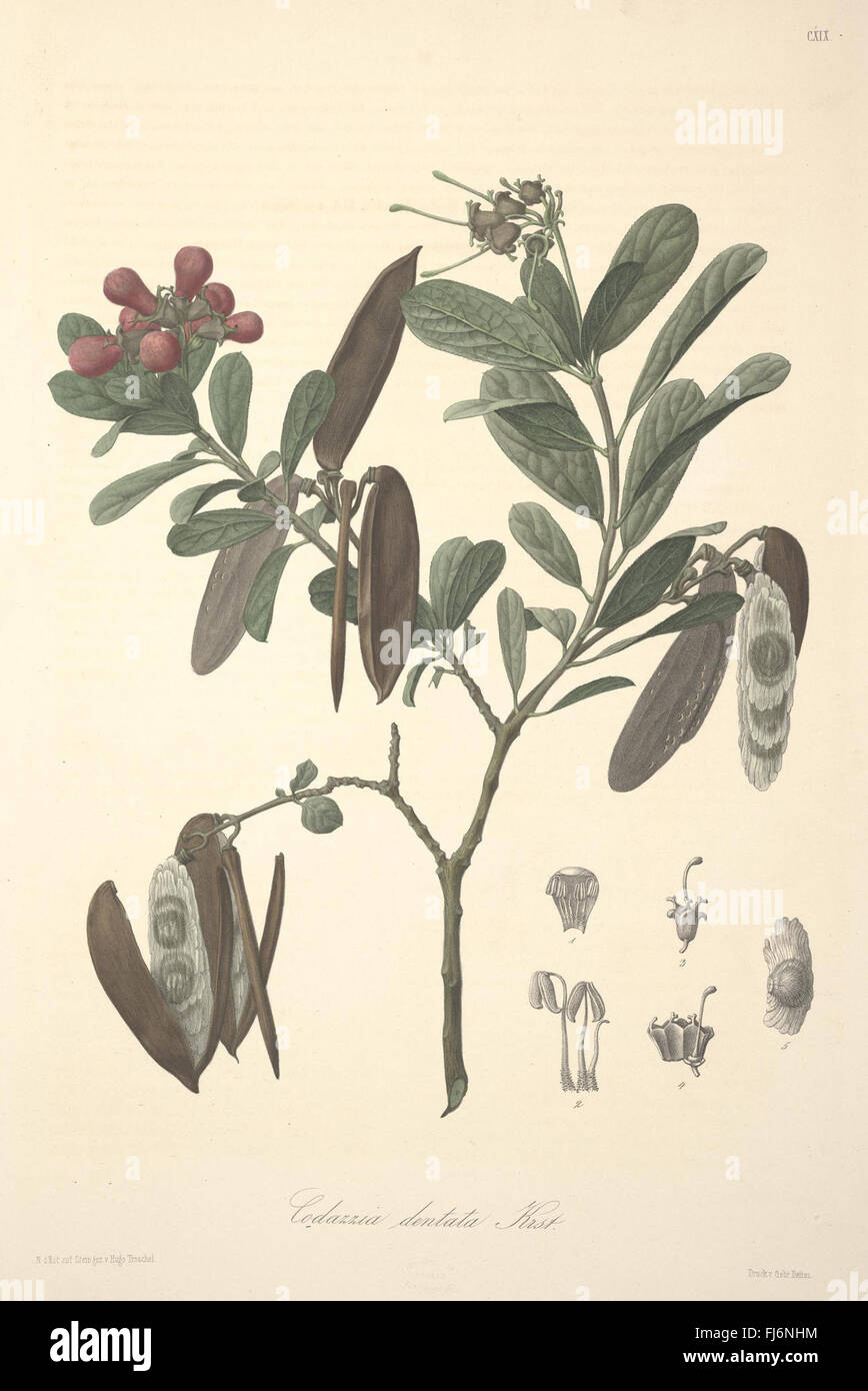 Florae columbiae hi-res stock photography and images - Alamy