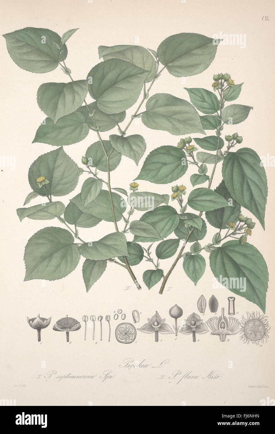 Plate CXL from *Florae Columbiae*, a set of chromolithographs depicting ...