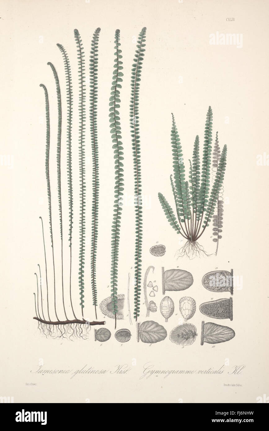 Florae columbiae hi-res stock photography and images - Alamy