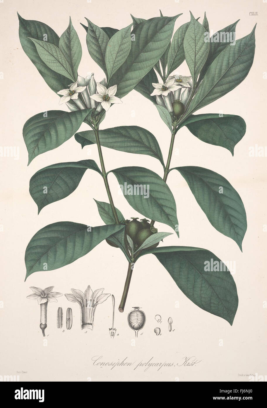 A detailed chromolithograph of plant species native to Colombia ...
