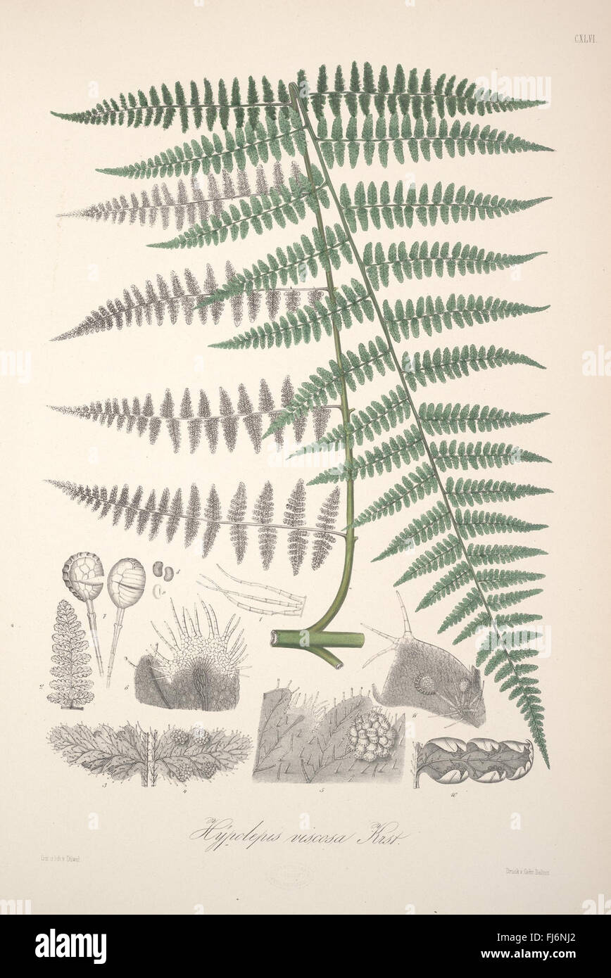 Florae columbiae hi-res stock photography and images - Alamy