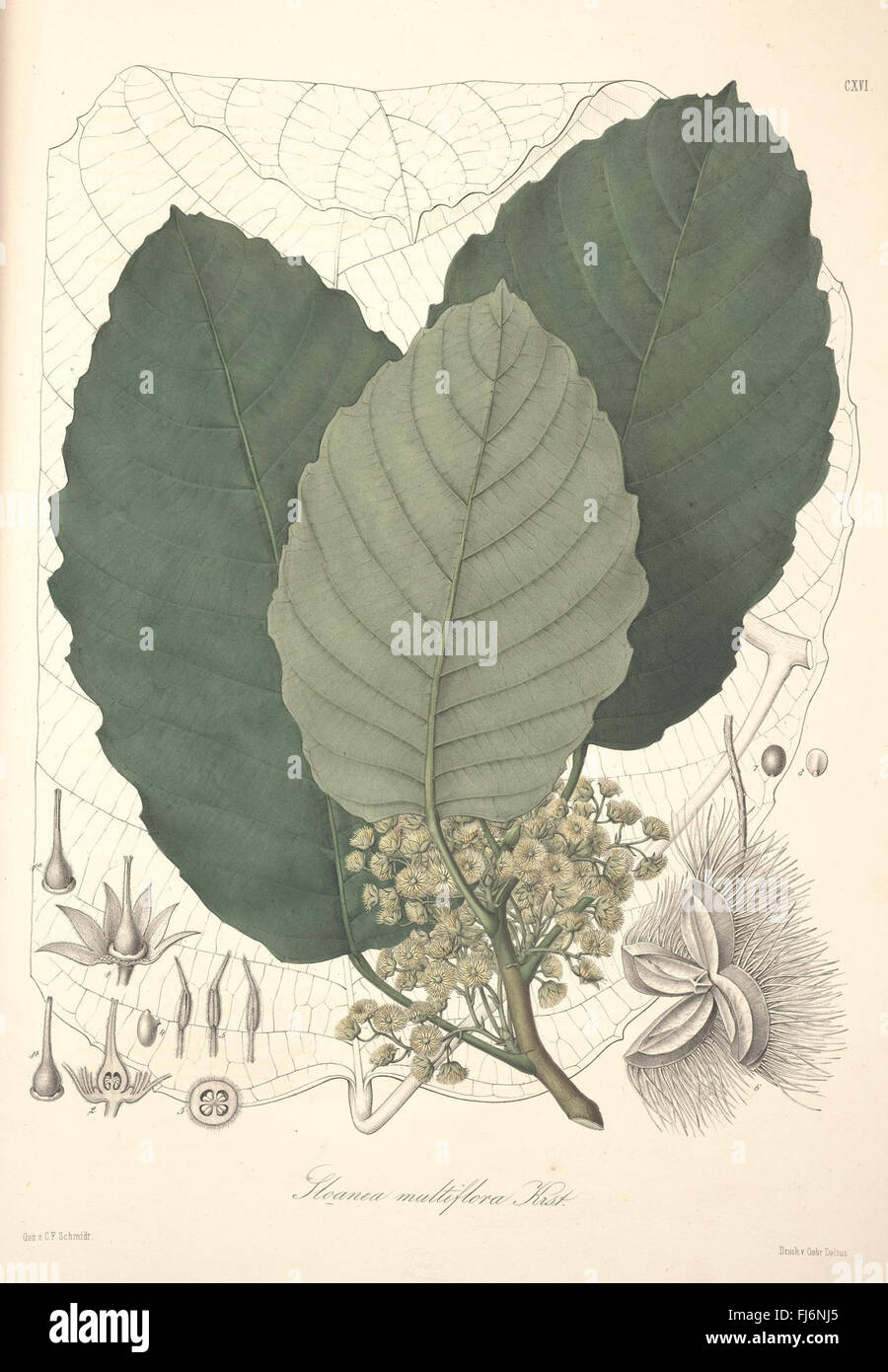 This study explores the rich biodiversity of Colombian flora through ...