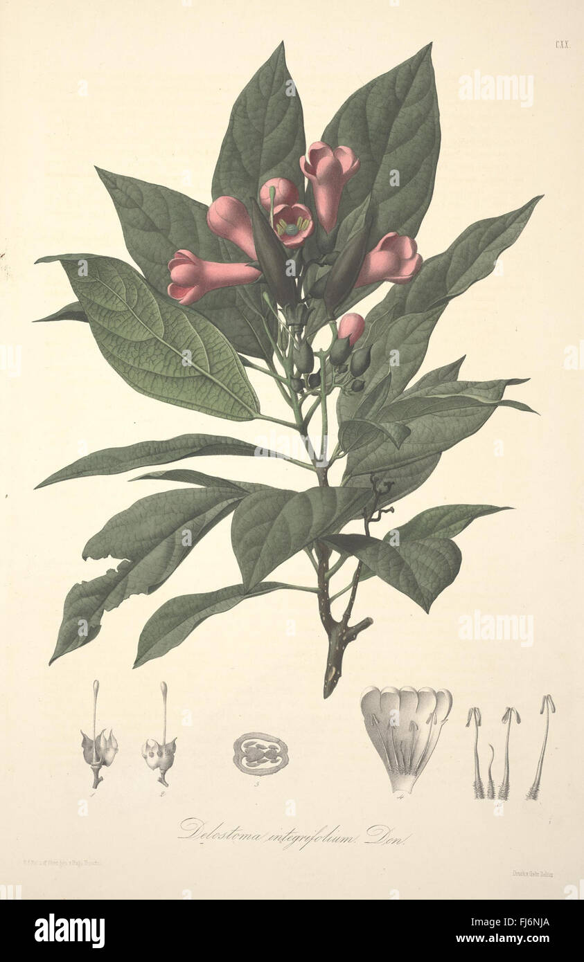 Florae columbiae hi-res stock photography and images - Alamy