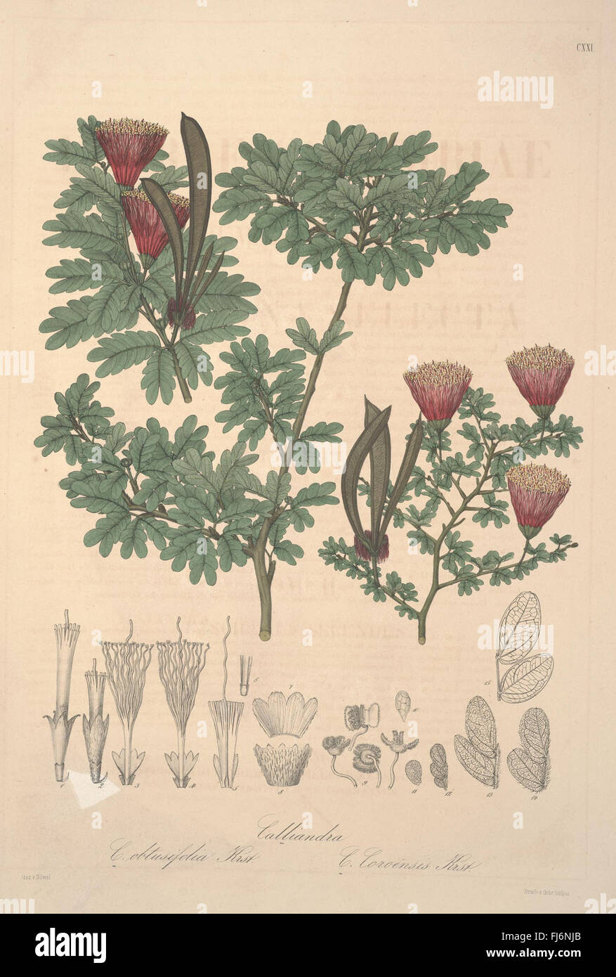 Chromolithographs hi-res stock photography and images - Alamy