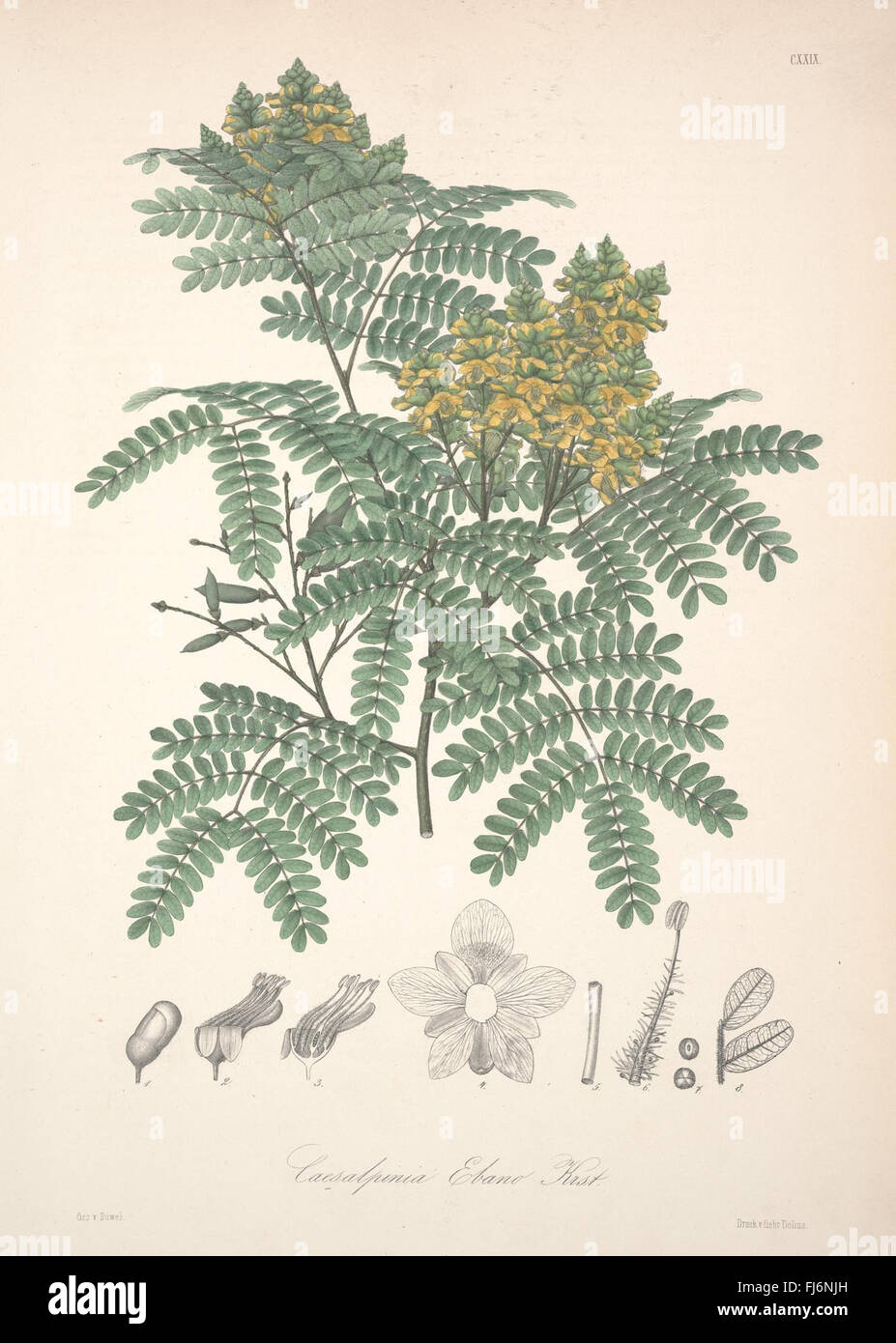 Florae columbiae hi-res stock photography and images - Alamy