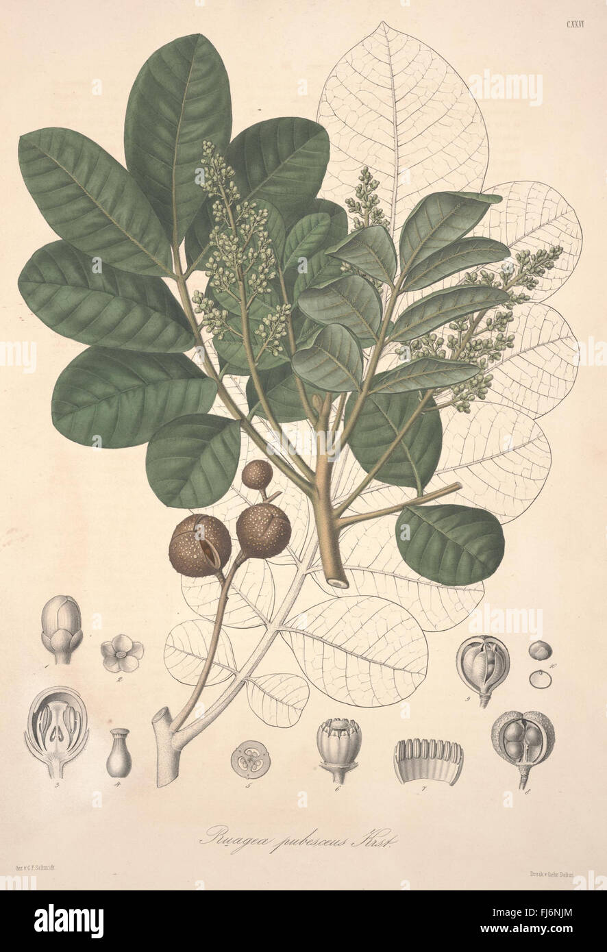Cataloging of diverse plant species hi-res stock photography and images ...