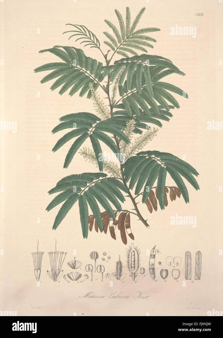 Florae Columbiae, Colombian plants, chromolithographs, botanical ...