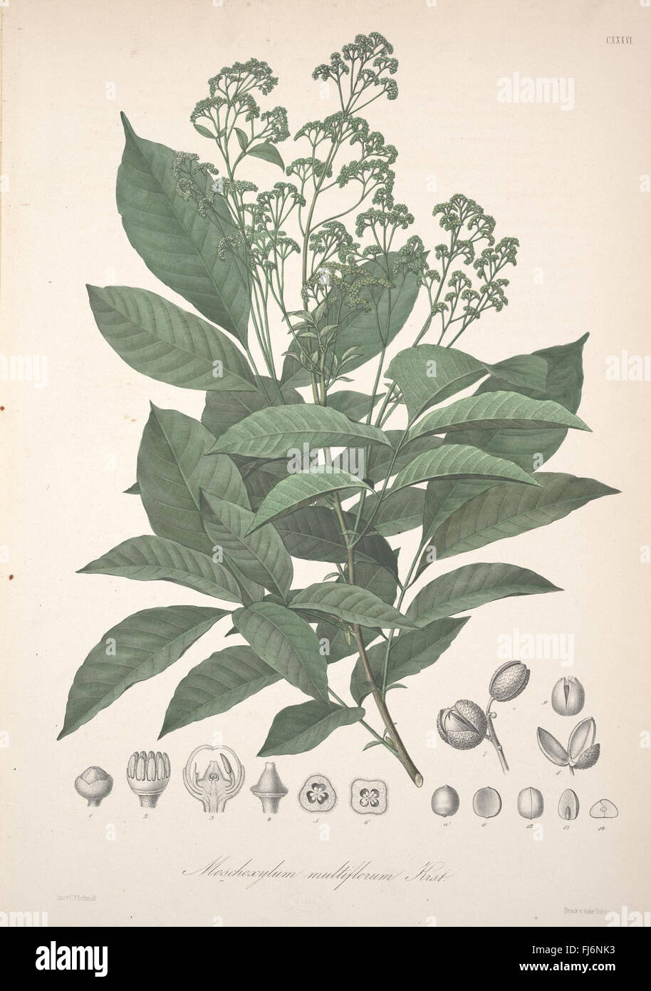 Flora of Colombia (Plate CXXXVI Stock Photo - Alamy