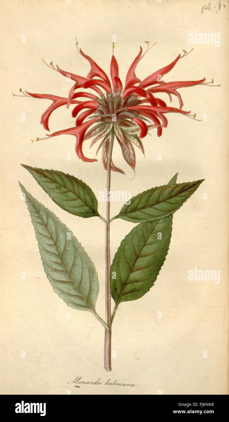 Flora Americae Septentrionalis (Tab. 1), Botany Missouri Botanical ...
