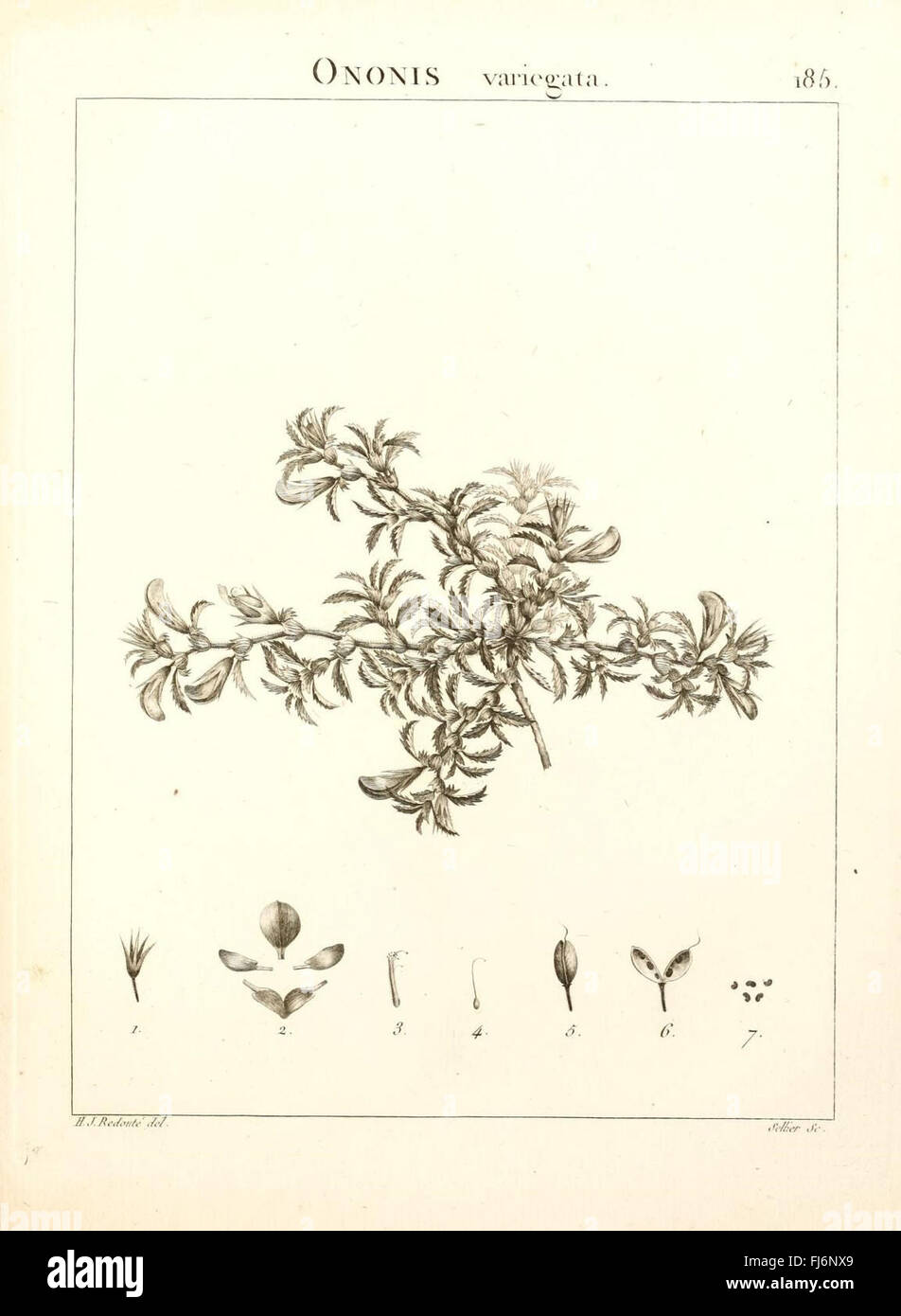 'Flora Atlantica, sive, Historia plantarum quae in Atlante, agro ...