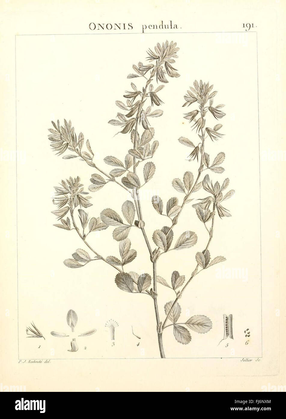 Flora of the Atlantic Region, Plants of Tunisia and Algeria, Botanical ...
