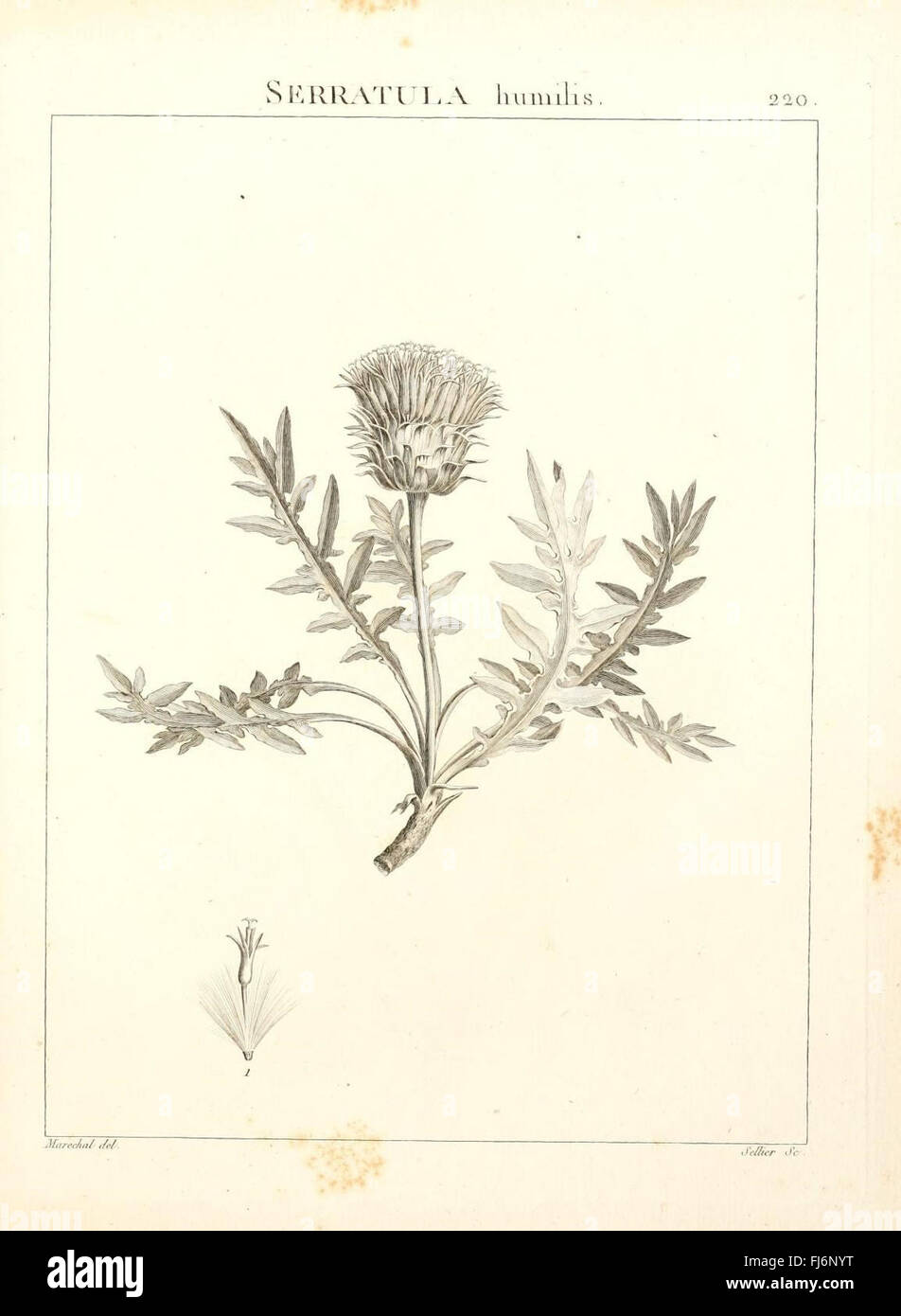 A botanical study of plants growing in the Atlas Mountains, including ...