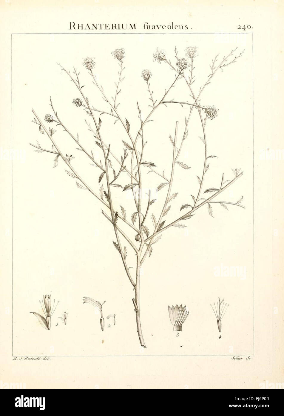 Botanical history of plants native to the Atlas Mountains, Tunisia, and ...