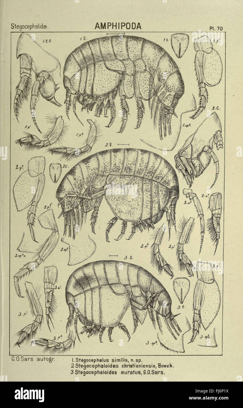 An illustrated account of crustacean species found in Norway ...