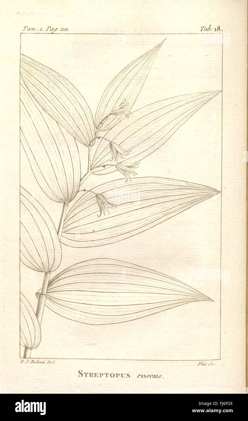 A botanical study of North American plant species, detailing taxonomy ...