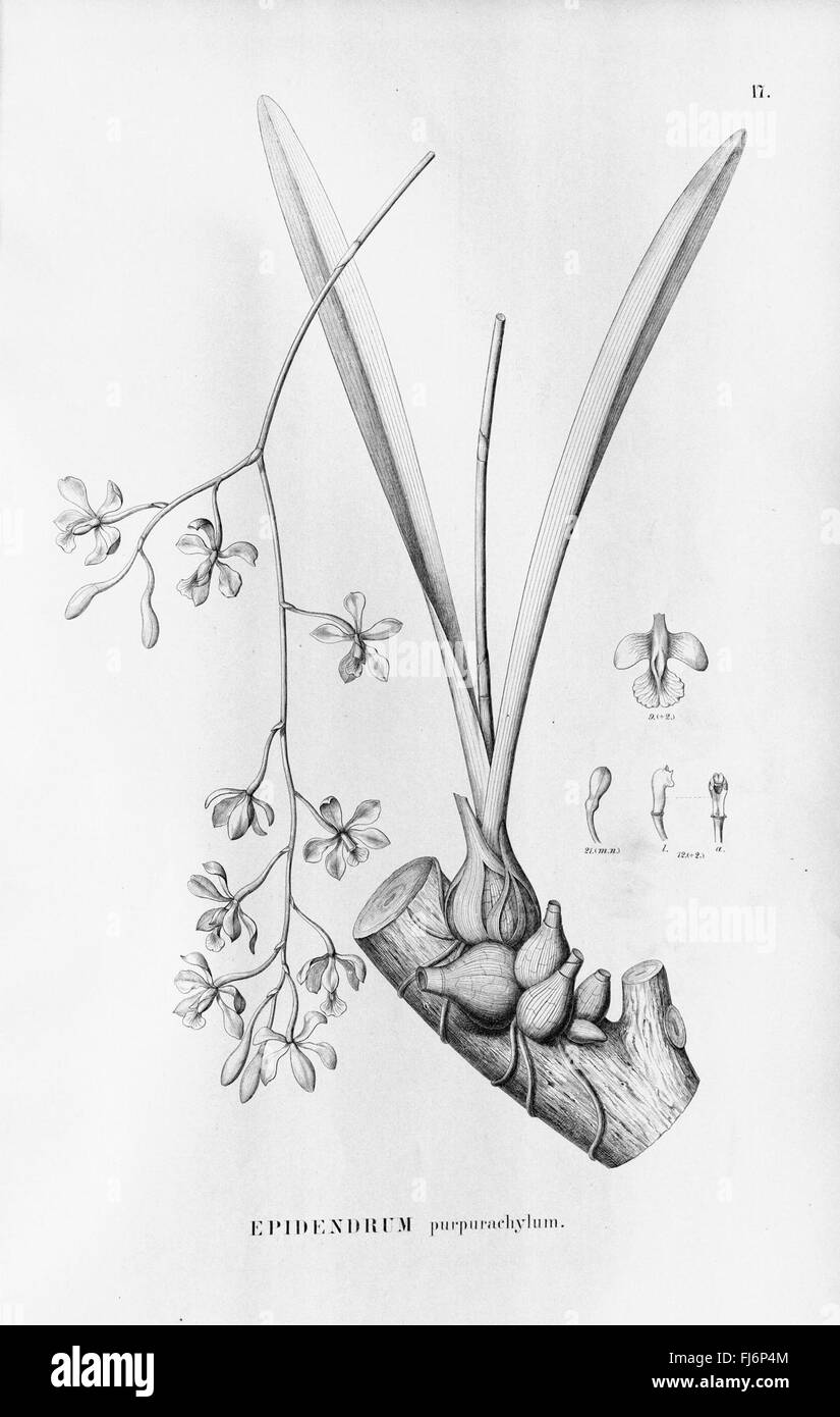 Peter raven library pictorial works uncolored brazil engraving germany ...