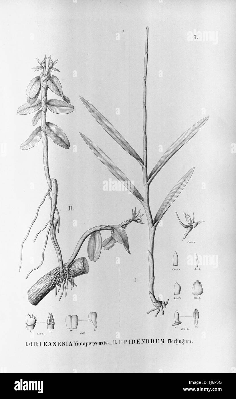 Flora Brasiliensis, Plate 3, cataloging plants found in Brazil by 1840 ...