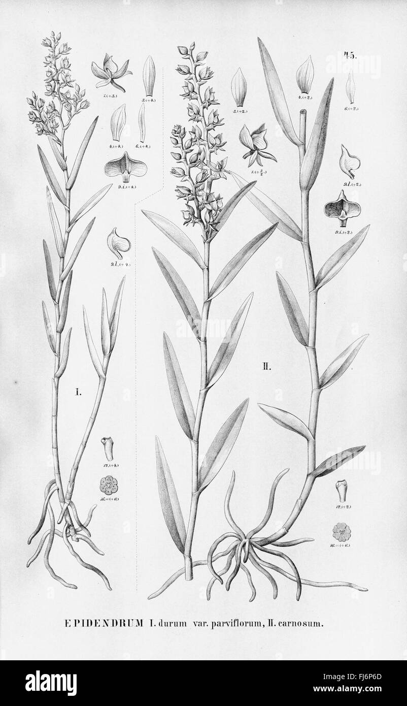 A botanical study of plant species discovered in Brazil up to 1840 ...