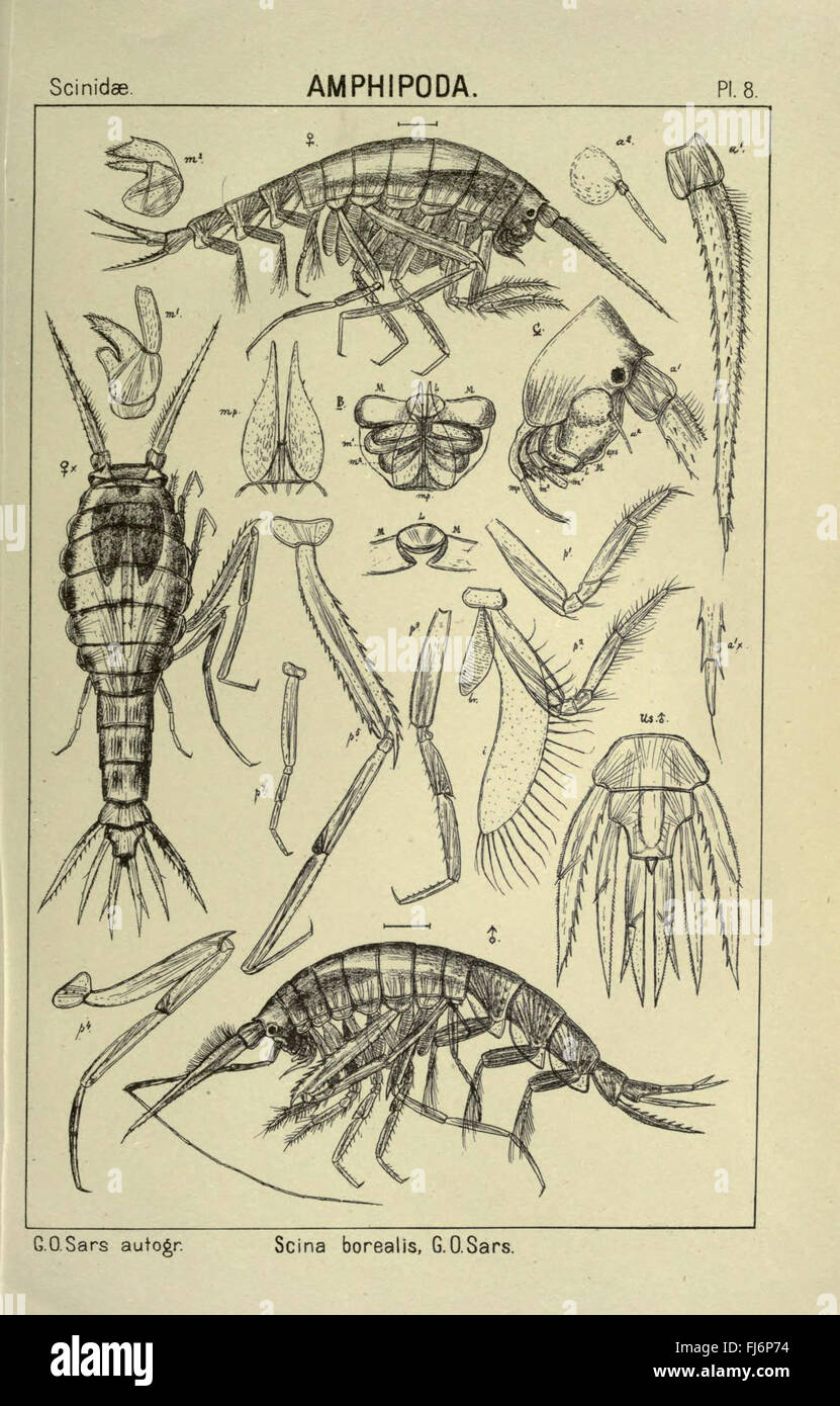 Various species of crustaceans hi-res stock photography and images - Alamy