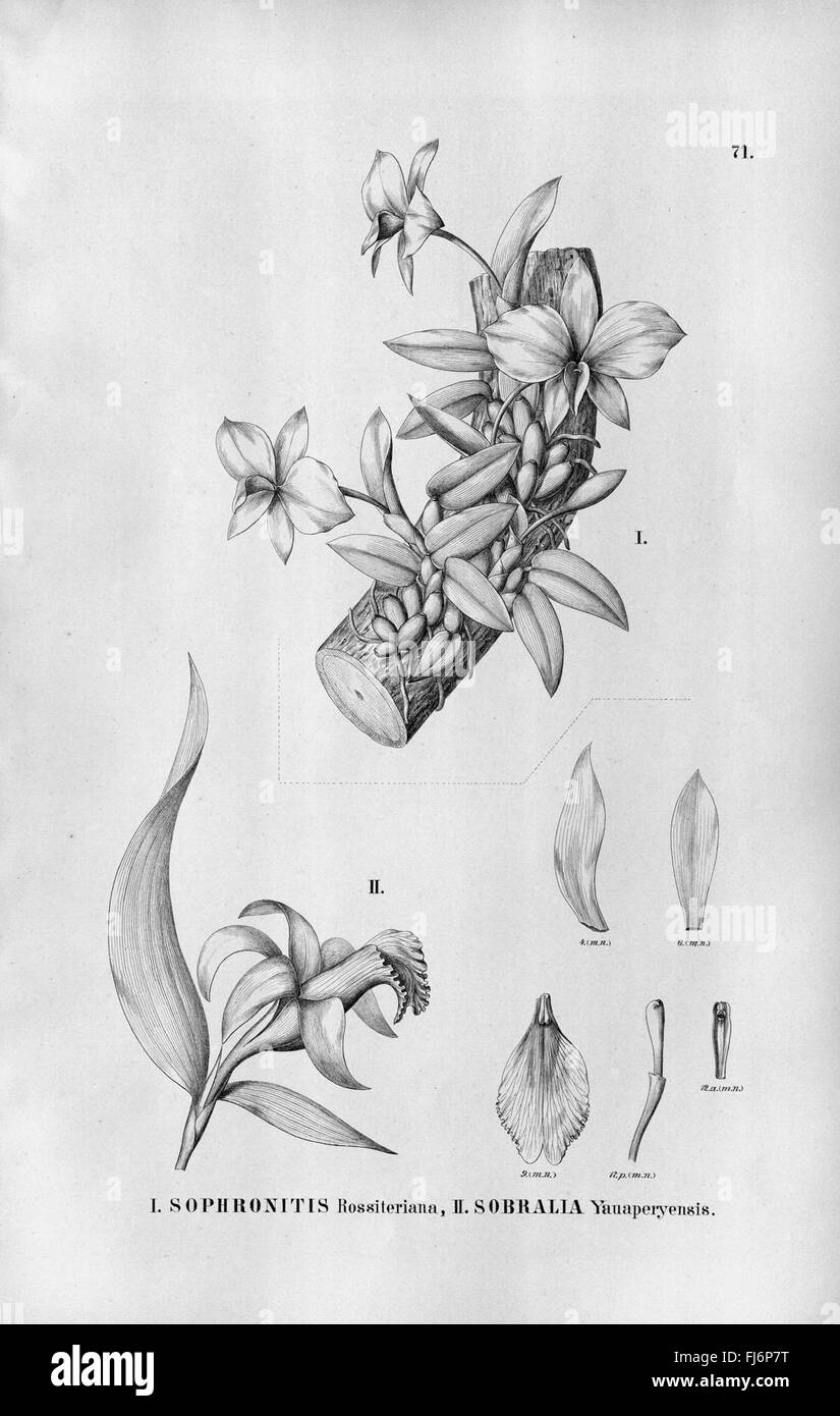 An engraving from the 1840 work 'Flora Brasiliensis,' depicting various ...