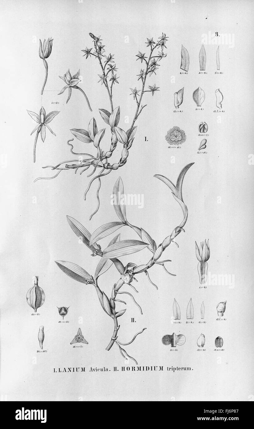 Peter raven library pictorial works uncolored brazil engraving germany ...
