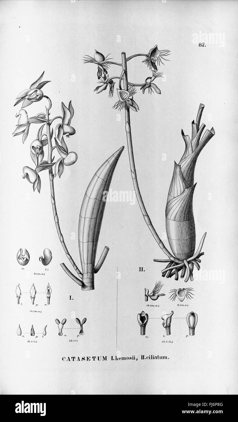 Peter raven library pictorial works uncolored brazil engraving germany ...