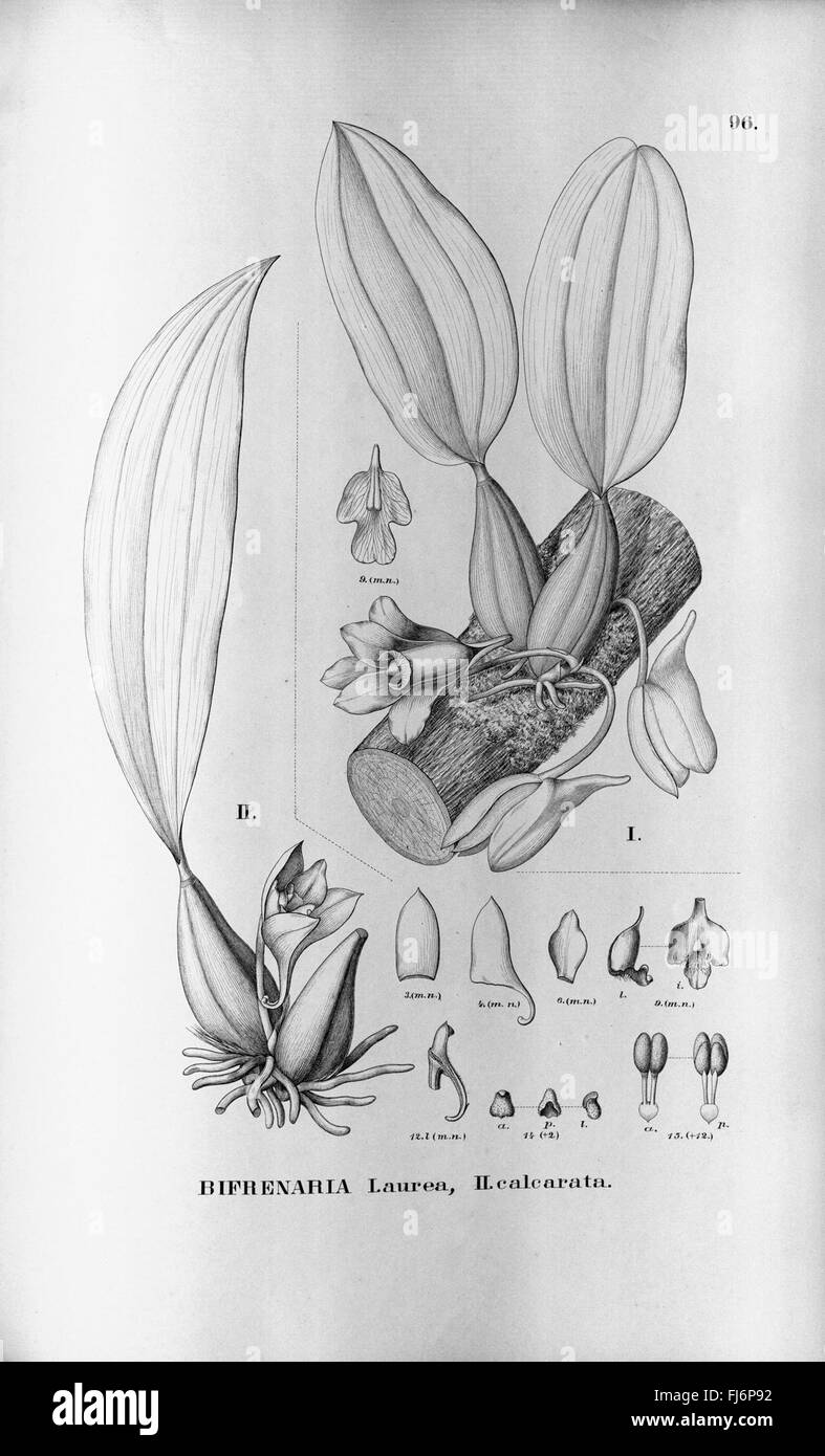 An extensive 19th-century botanical work cataloging plant species ...