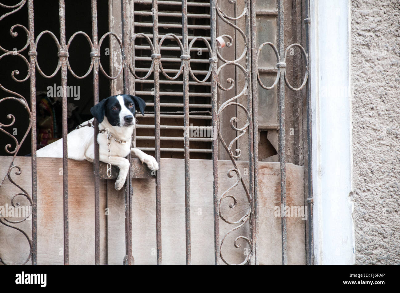 Dog behind bars hi-res stock photography and images - Alamy