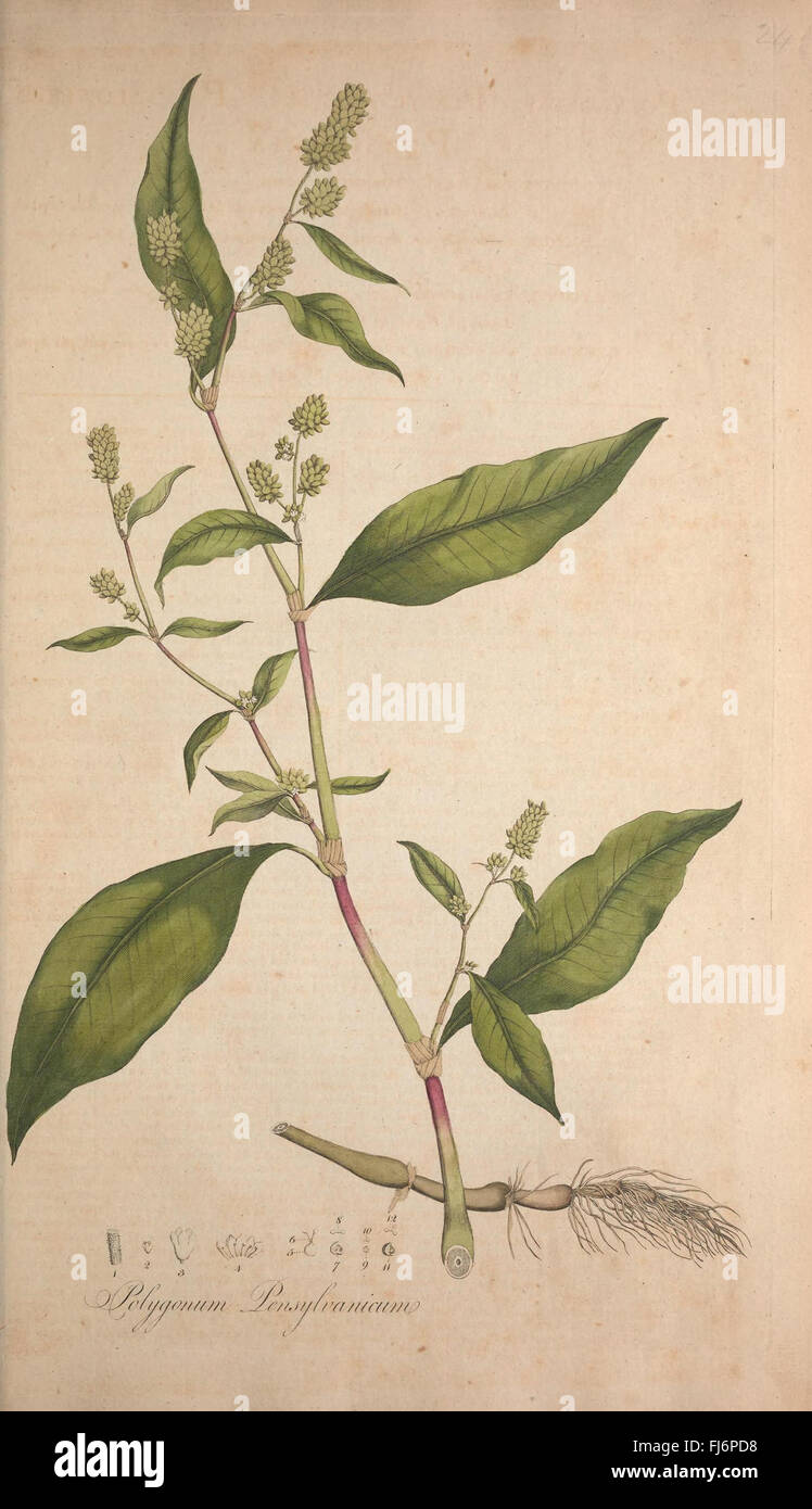 A botanical work describing and illustrating the plants native to the ...