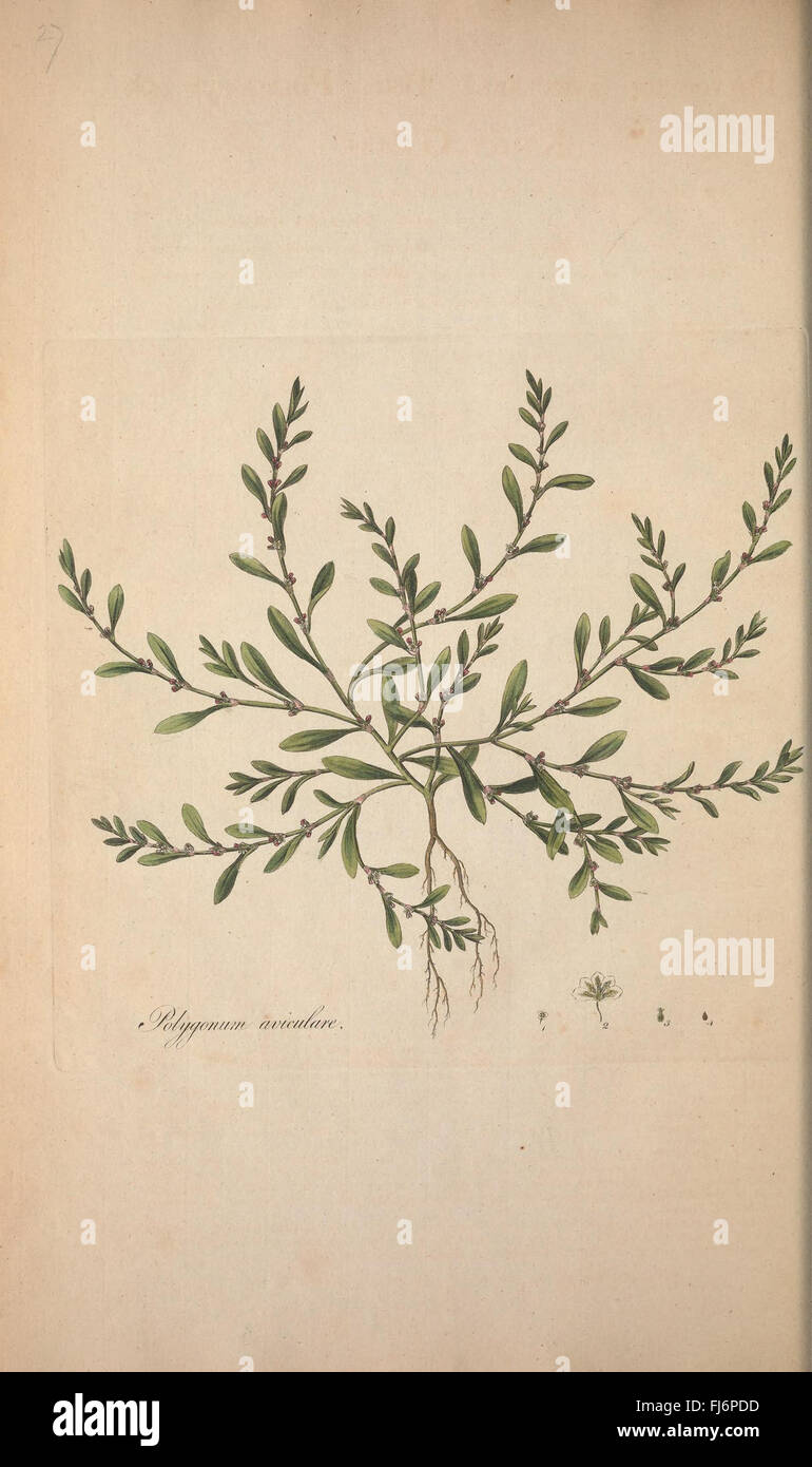 A detailed botanical work describing the wild plants growing around ...