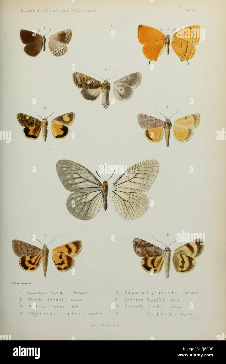 A comprehensive study of entomology, focusing on insect classification ...