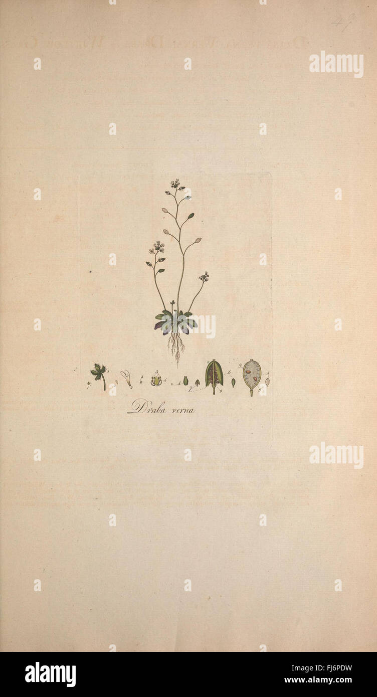 An illustrated botanical work describing plants that grow wild around ...