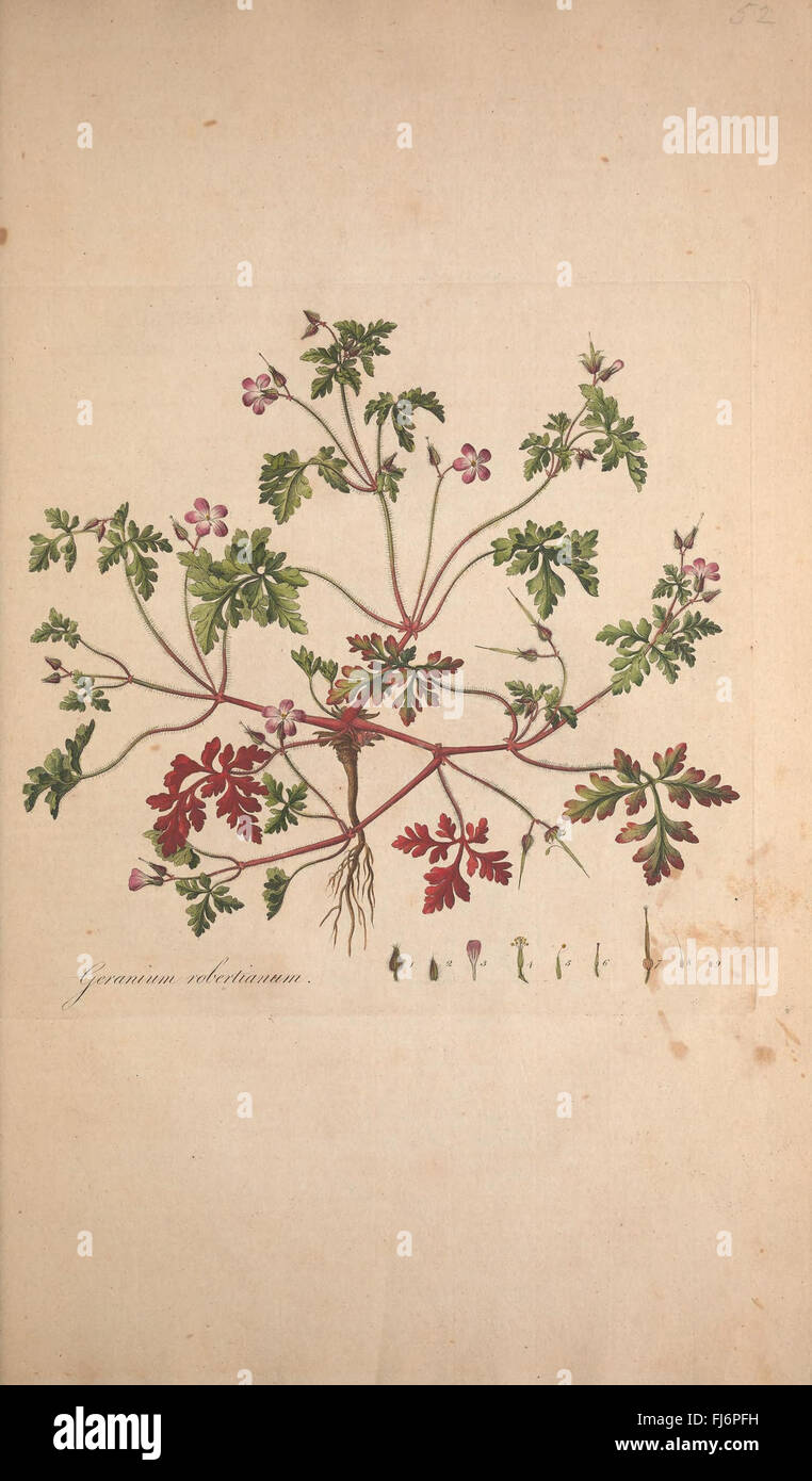 Flora Londinensis, London plants, Wild plants of London, Botany, Plant ...