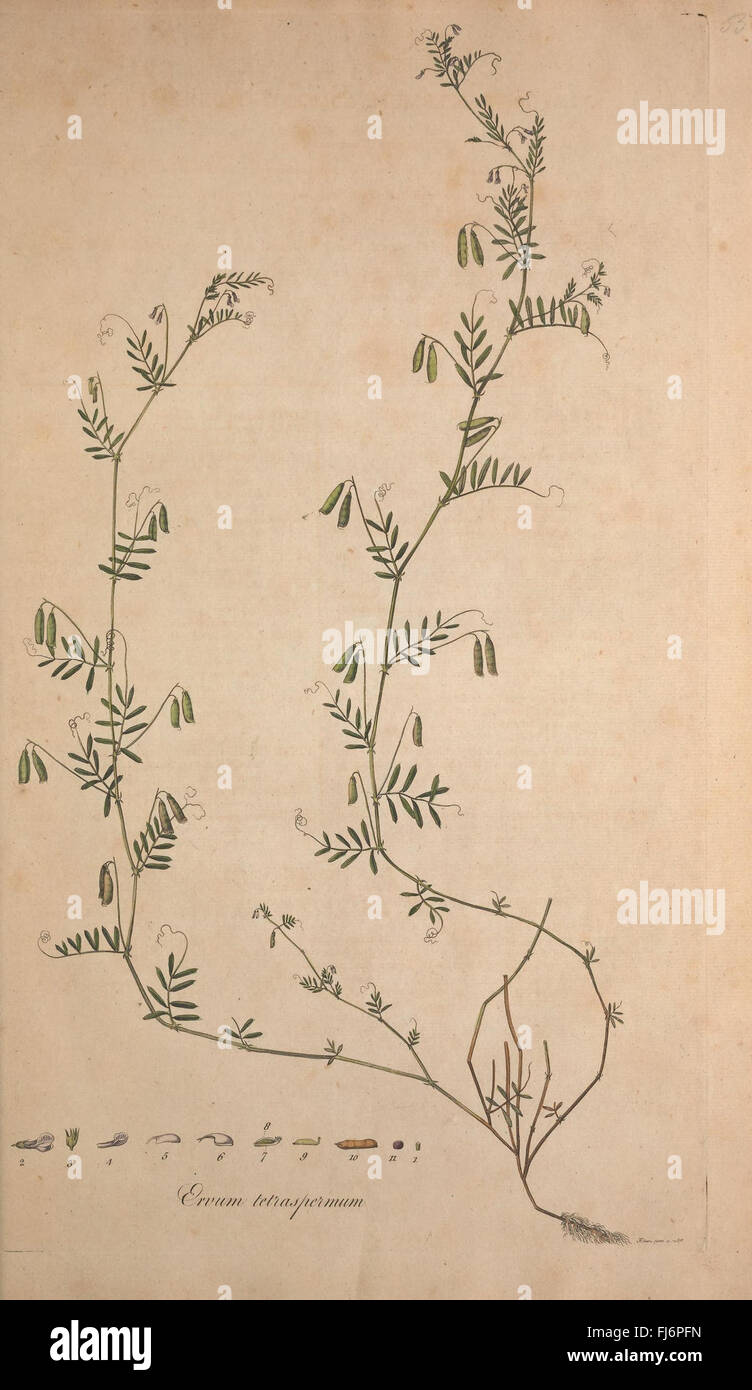 Flora Londinensis, or, Plates and descriptions of such plants as grow ...