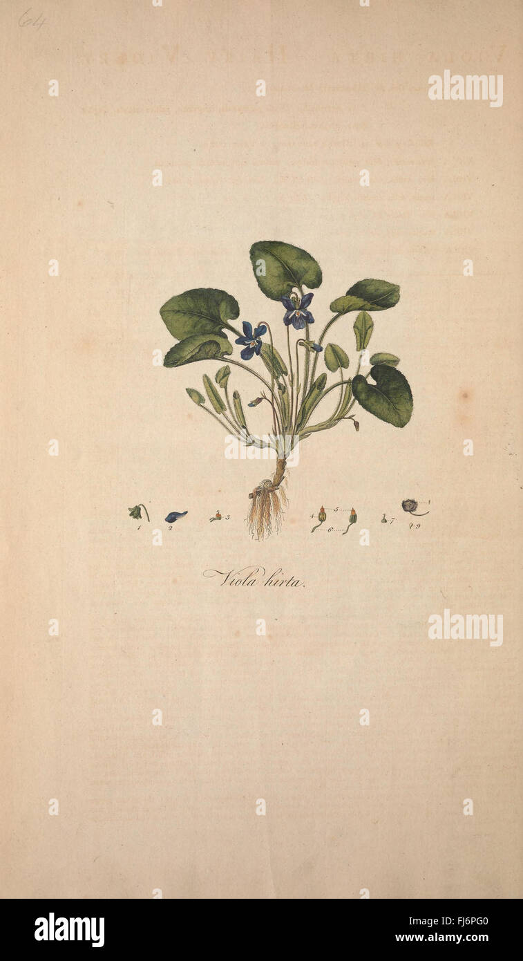 A botanical work documenting the wild plants growing in the vicinity of ...