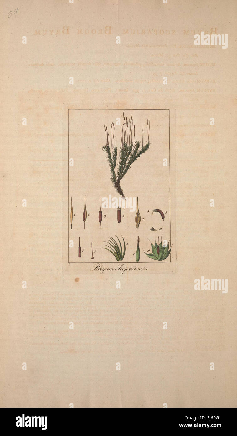 Botanical plates depicting the wild plants of London, offering detailed ...