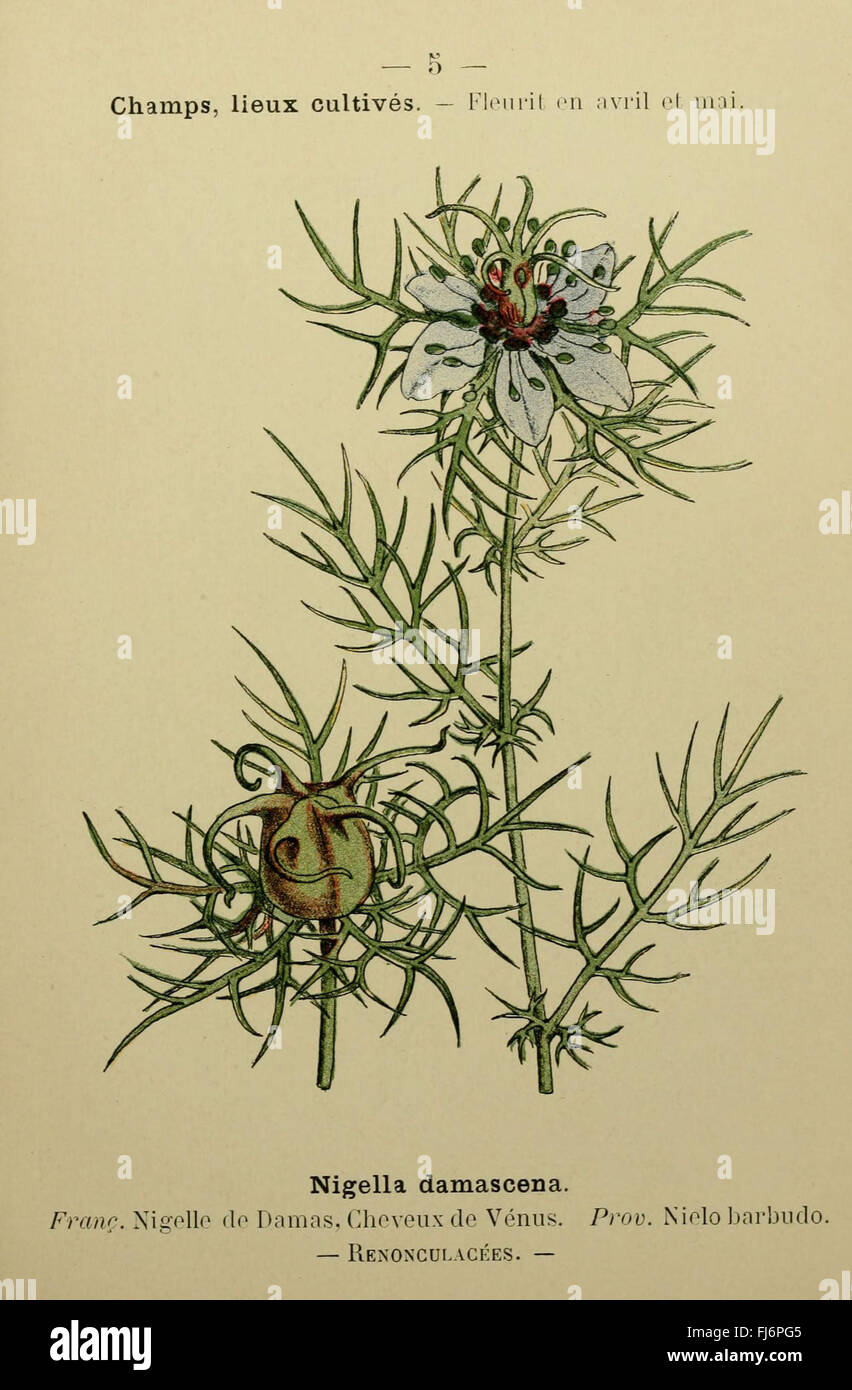 A detailed illustrated guide to the coastal flora of the Mediterranean ...