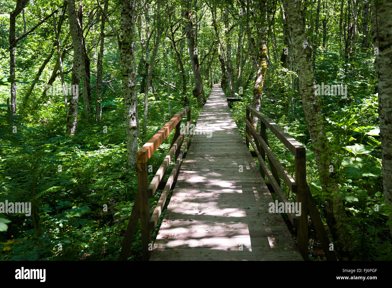Swamp path in forest hi-res stock photography and images - Alamy