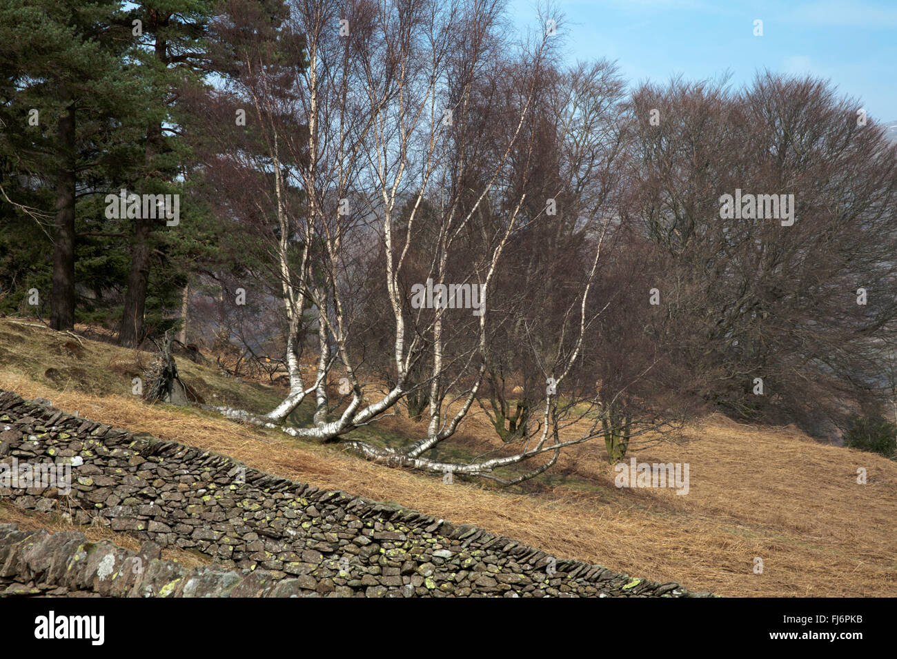 Wyke plantation hi-res stock photography and images - Alamy