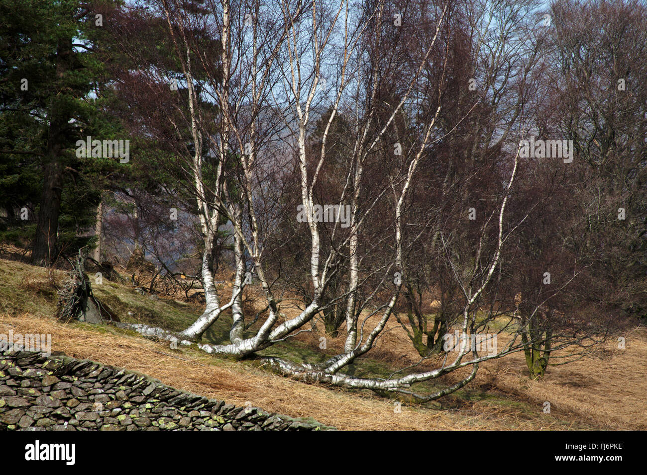 Silver Birch Tree by a footpath above Wyke Plantation Grasmere Lake ...