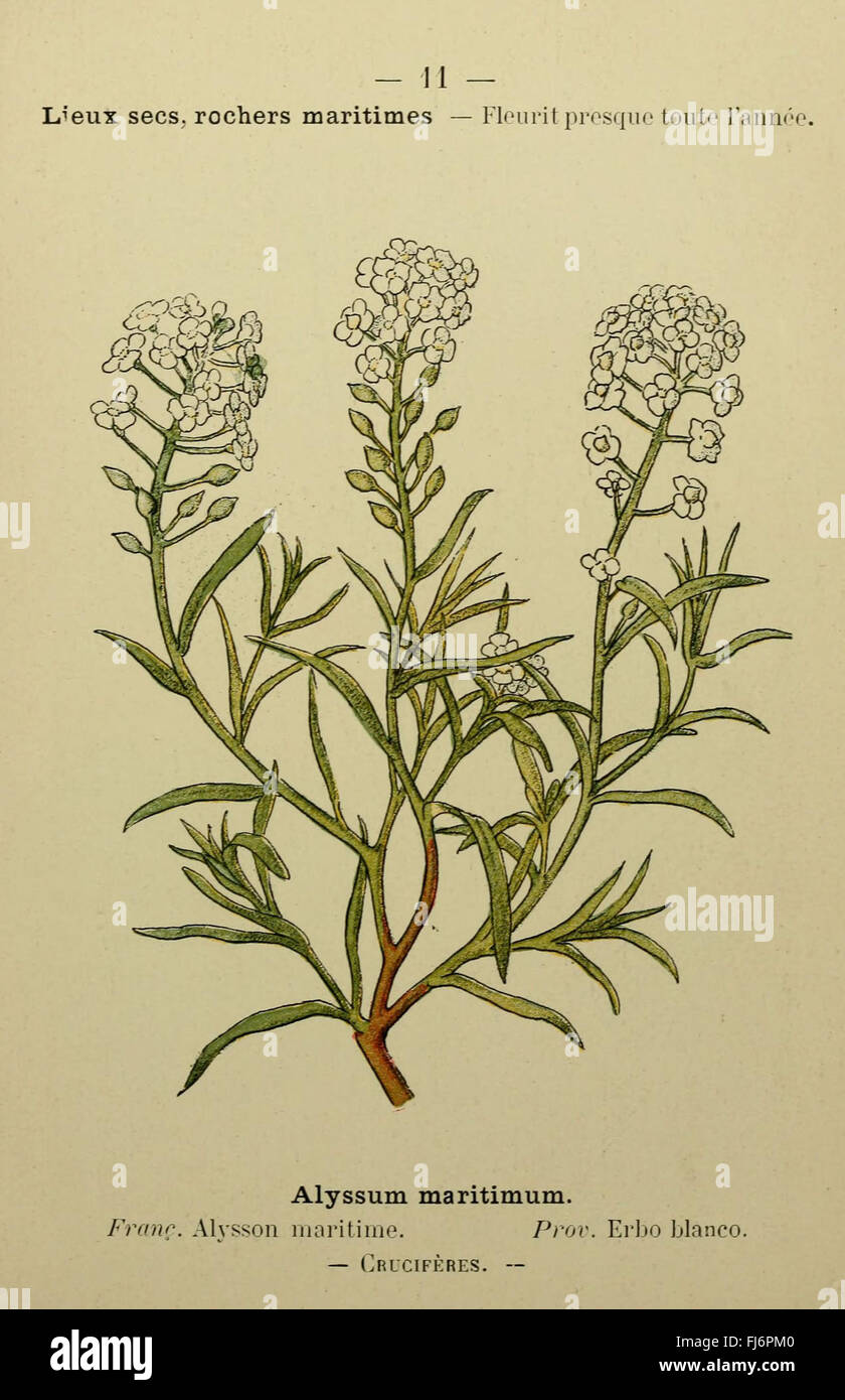 A botanical field guide illustrating plant species along the ...