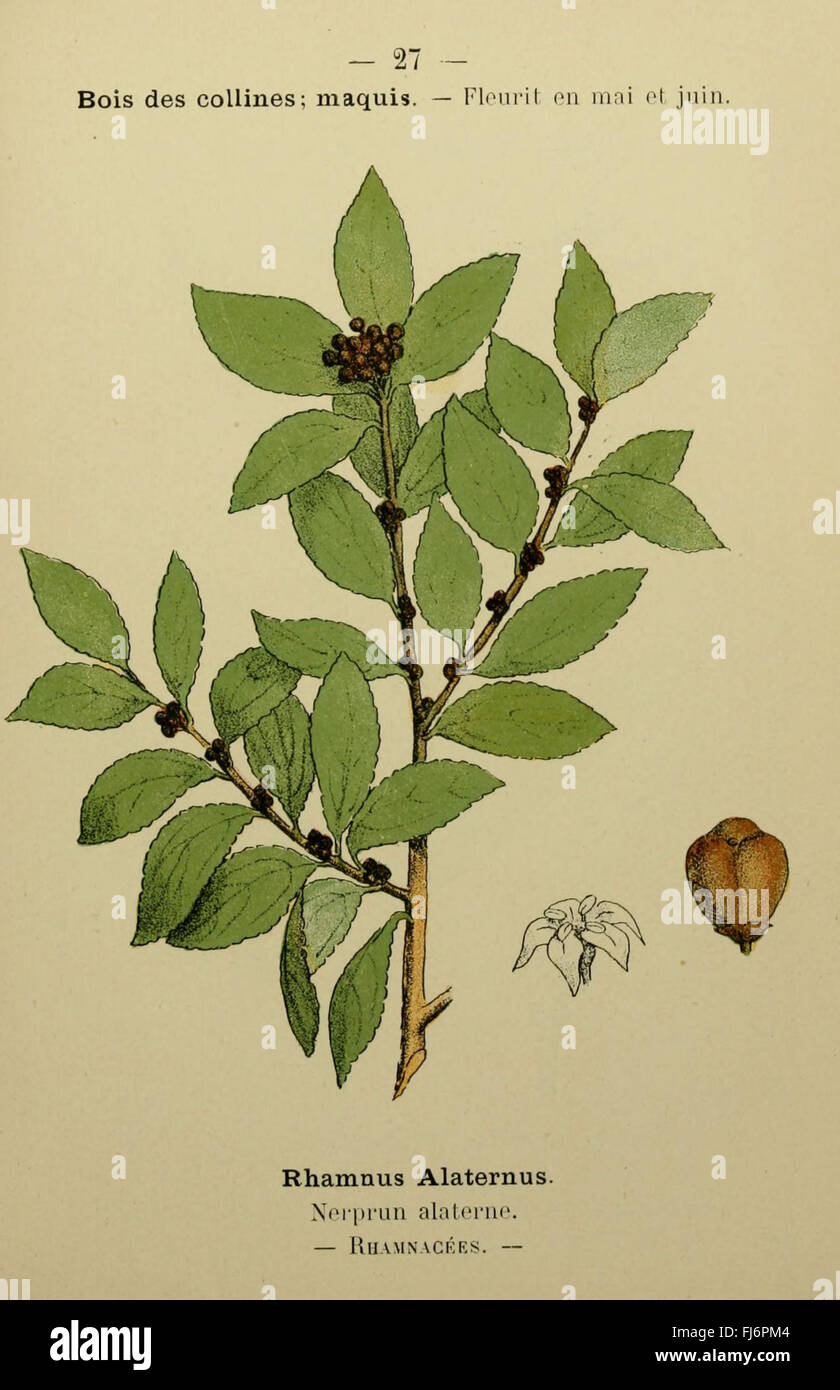 A botanical guide to the Mediterranean coastal flora from Gaënes to ...