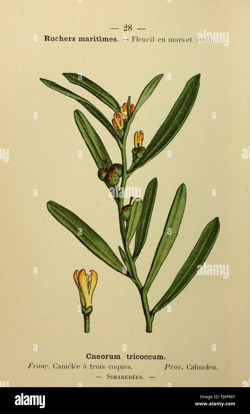 A pocket-sized, colorfully illustrated guide to Mediterranean coastal flora from Gandes to ...