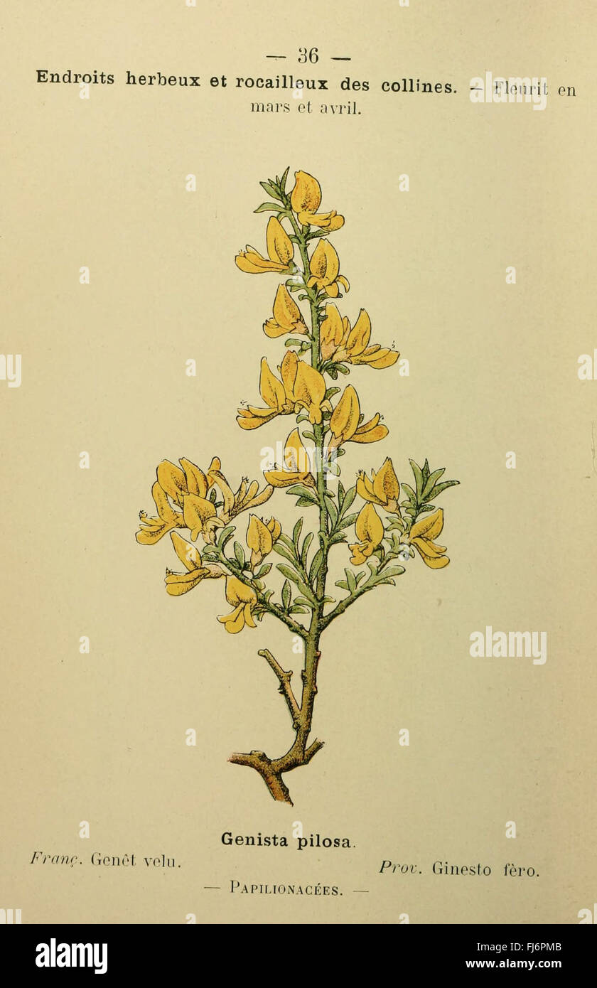 A pocket-sized illustrated guide to the Mediterranean flora from Genoa to Barcelona, including ...