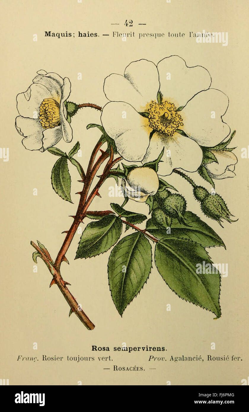 A pocket flora guide illustrating plants from the Mediterranean coast ...