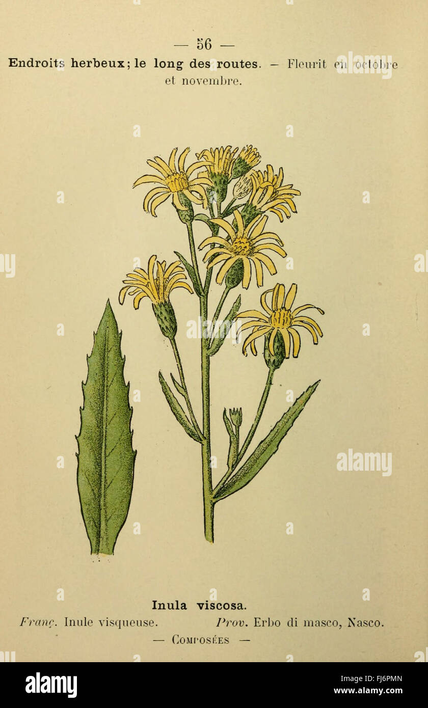 An illustrated pocket guide to Mediterranean coastal flora from Genoa ...
