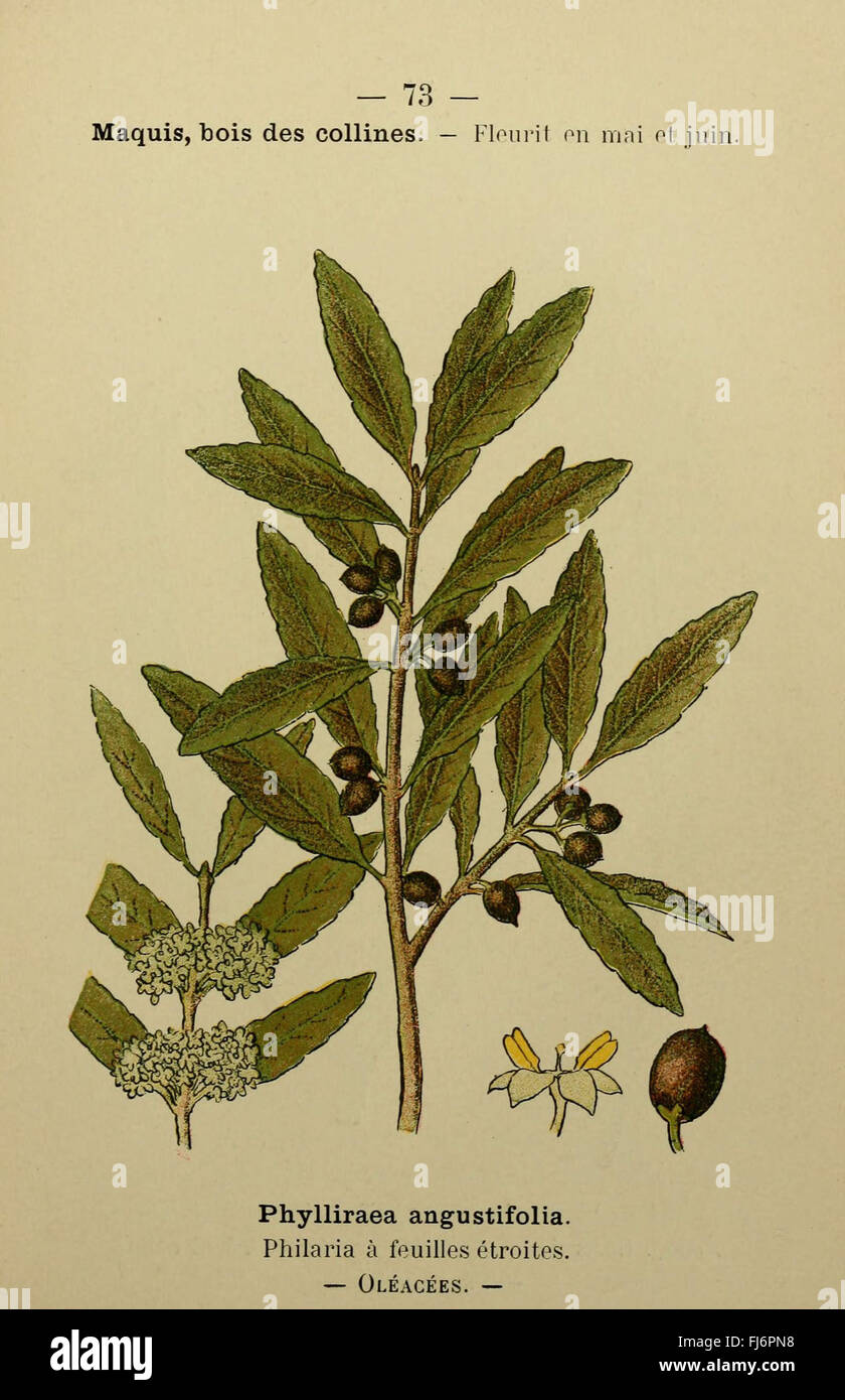 A botanical work illustrating the plants of the Mediterranean coast ...